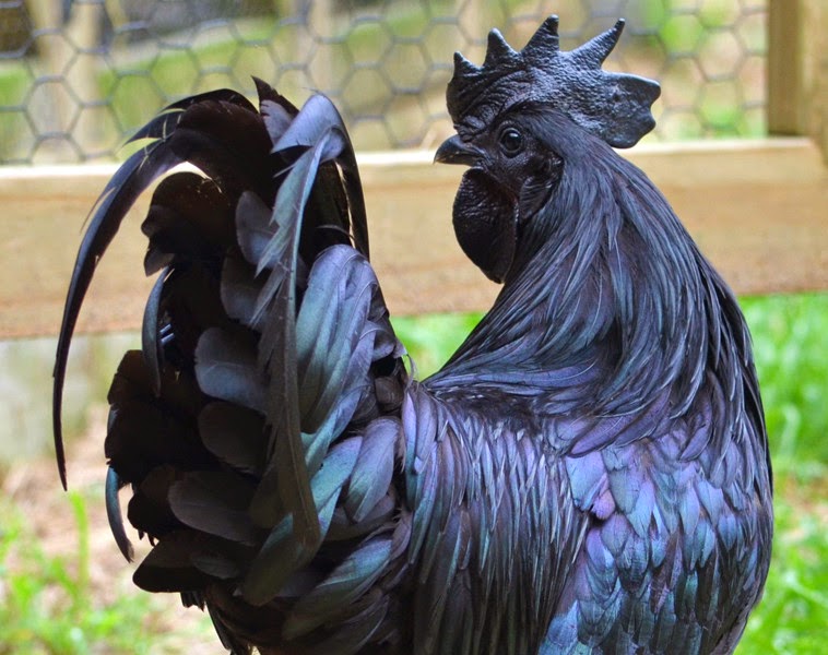 THE REALLY BLACK CHICKEN - INSIDE AND OUT! | So Today I...