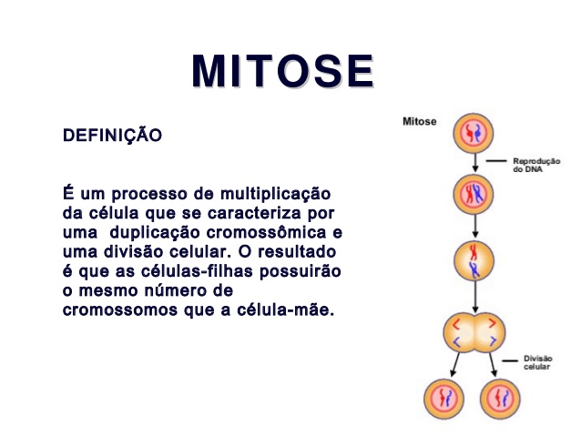 Mitose | Biologia: A ciência da vida