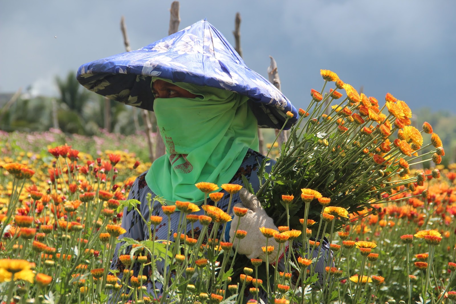Christine Sells: Edens Flower Farm in Tupi, South Cotabato