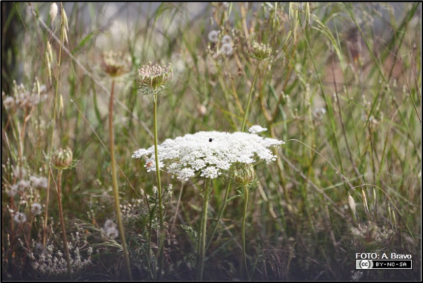 FAUNA AUXILIAR: FAM. APIACEAE (UMBELLIFERAE)