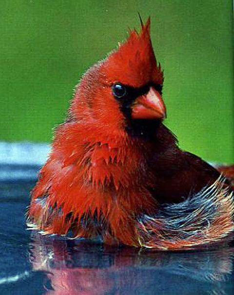 chippep: BEAUTIFUL, UNUSUAL BIRDS