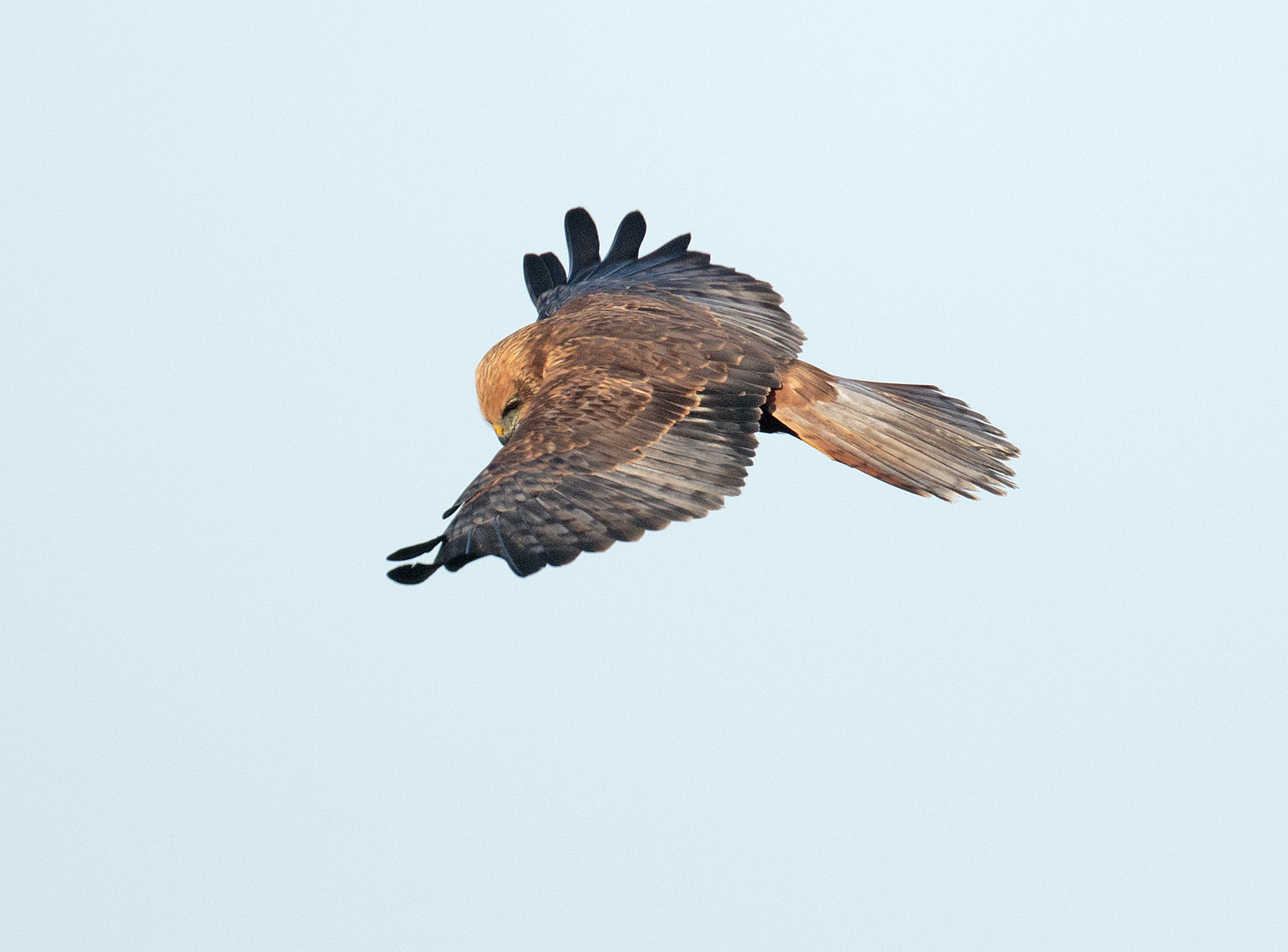 pewit: male Marsh Harrier 2cy?