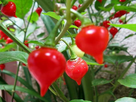 Flavors of Brazil: PEPPERS OF BRAZIL - Little-Beak Peppers (Pimenta ...