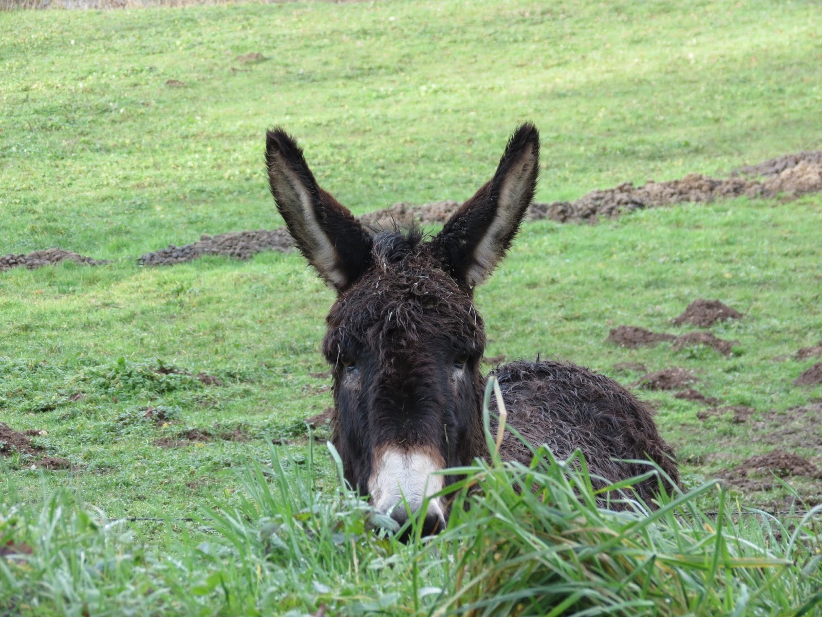 My Rural French Life: Animals & Wildlife..in our French Countryside...