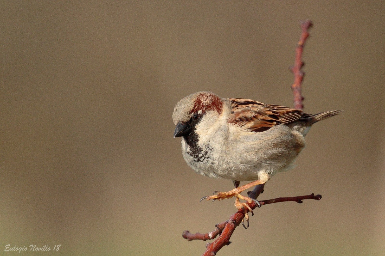 NATURALFOTO.: Gorrión común (Passer domesticus)
