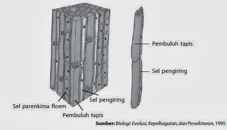 Penjelasa Tentang Jaringan pada Tumbuhan | Biologi Indonesia