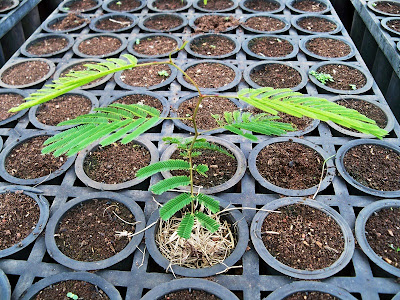 Bonito Pantanal MS: História de uma Muda: Angico Vermelho ...