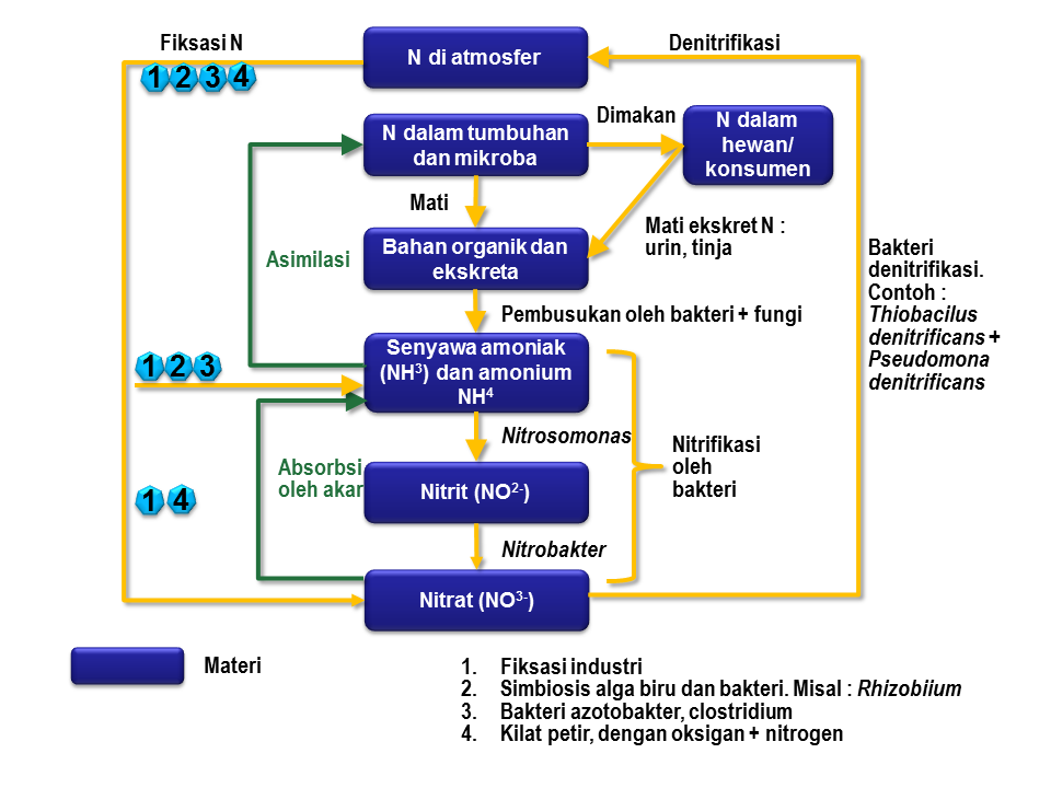 Siklus Daur Nitrogen - SIAP UJIAN