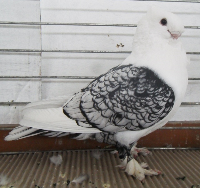 Oriental frill pigeons - Pigeons fall