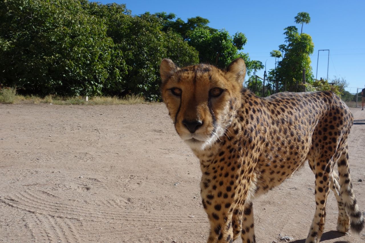 Seb's round-the-world tour: Cheetah farm