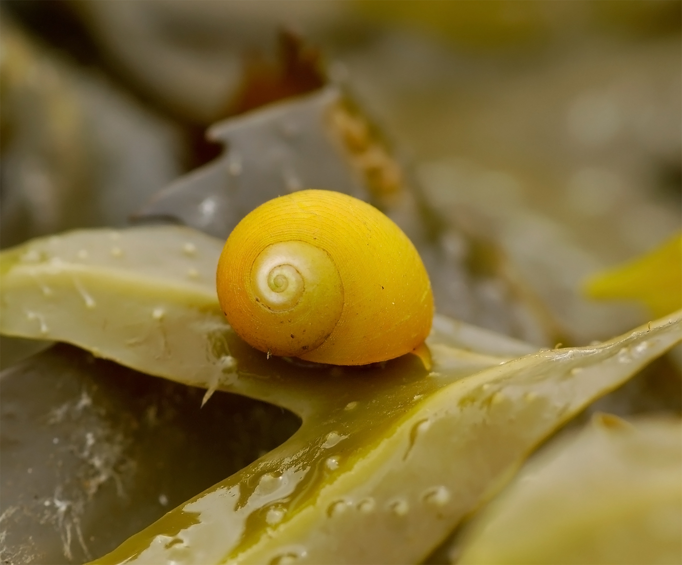 Scottish Wildlife Blog: Kildonan, Isle of Arran