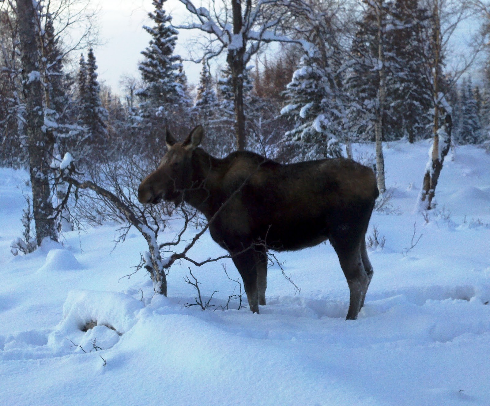 Alaska Jack: 2012 Anchorage Front Range