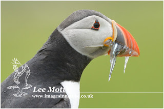 Lee Mott Photography