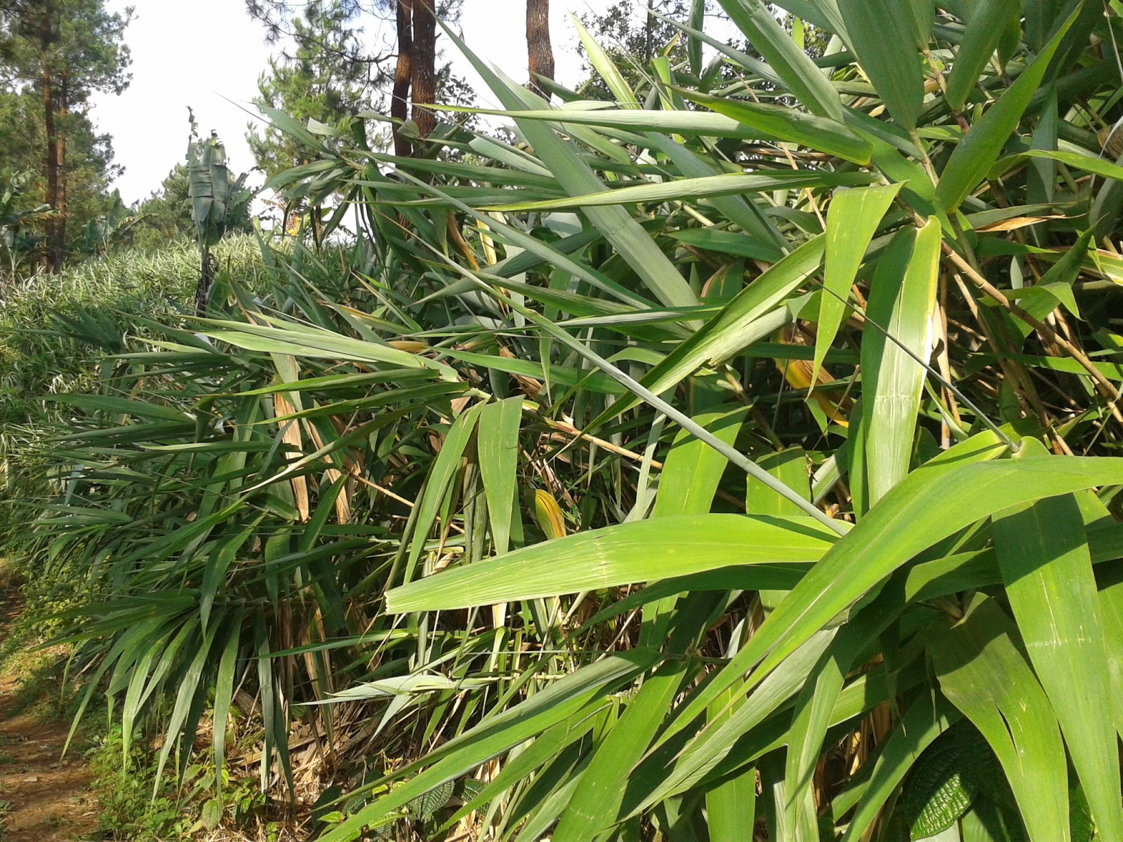 NAFAS TUA: DESA DANASARI KECAMATAN KARANGJAMBU