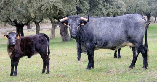 ASOCIACION ECOLOGISTA RIO MOCORETA: RAZA BOVINA MORUCHA