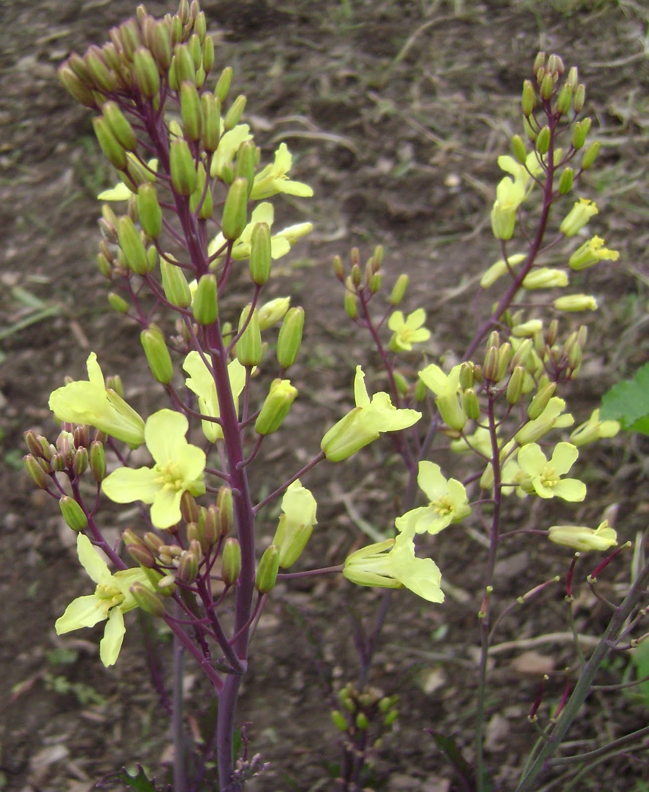 Prairie Rose's Garden: May 2011