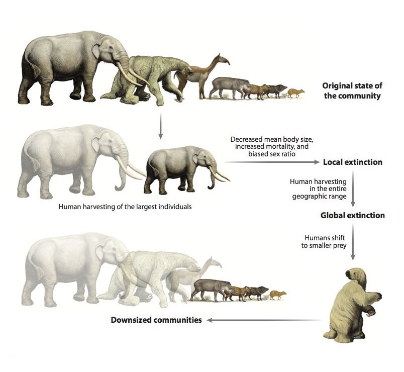 Species New to Science: [Ecology / Paleontology • 2016] Patterns ...