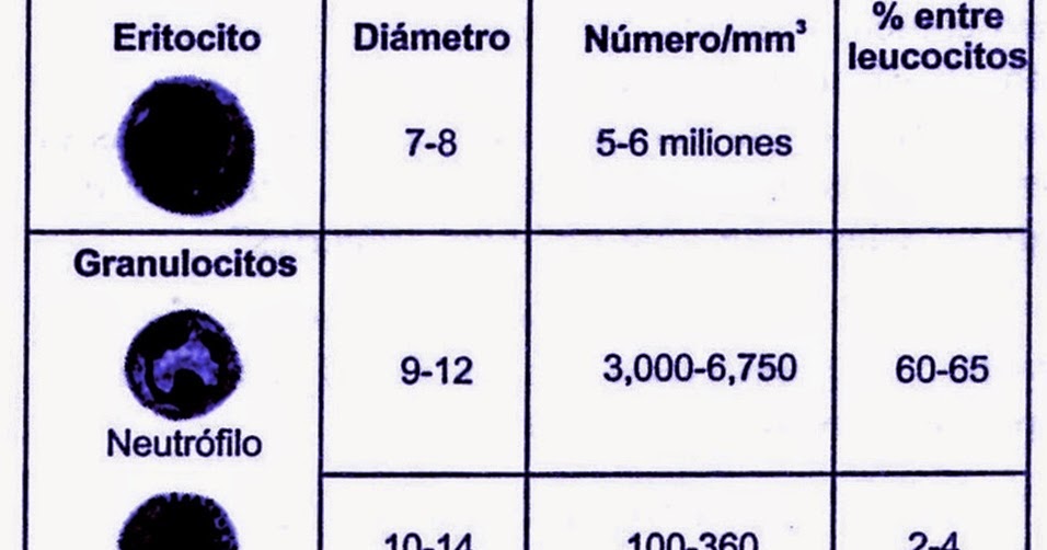 Función de los leucocitos (glóbulos blancos) - Bioquímica y Fisiología