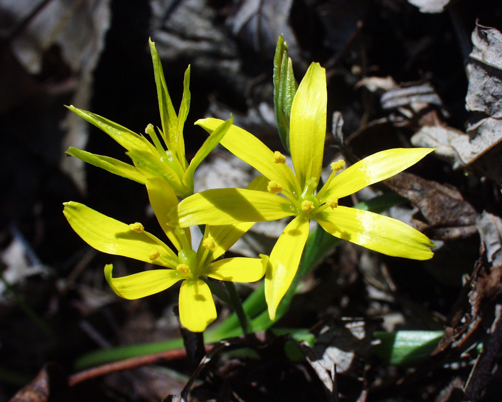 Gagea - Fruits And Vegetables