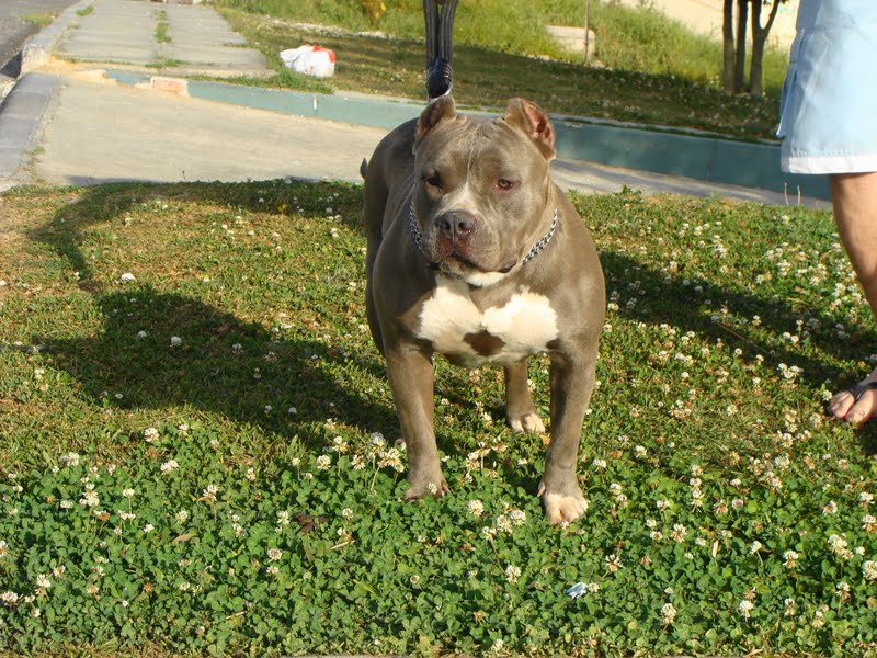 U.S BULLY FORCE BULGARIi =CRIAÇÃO NACIONAL= | American Bully Brasil ...
