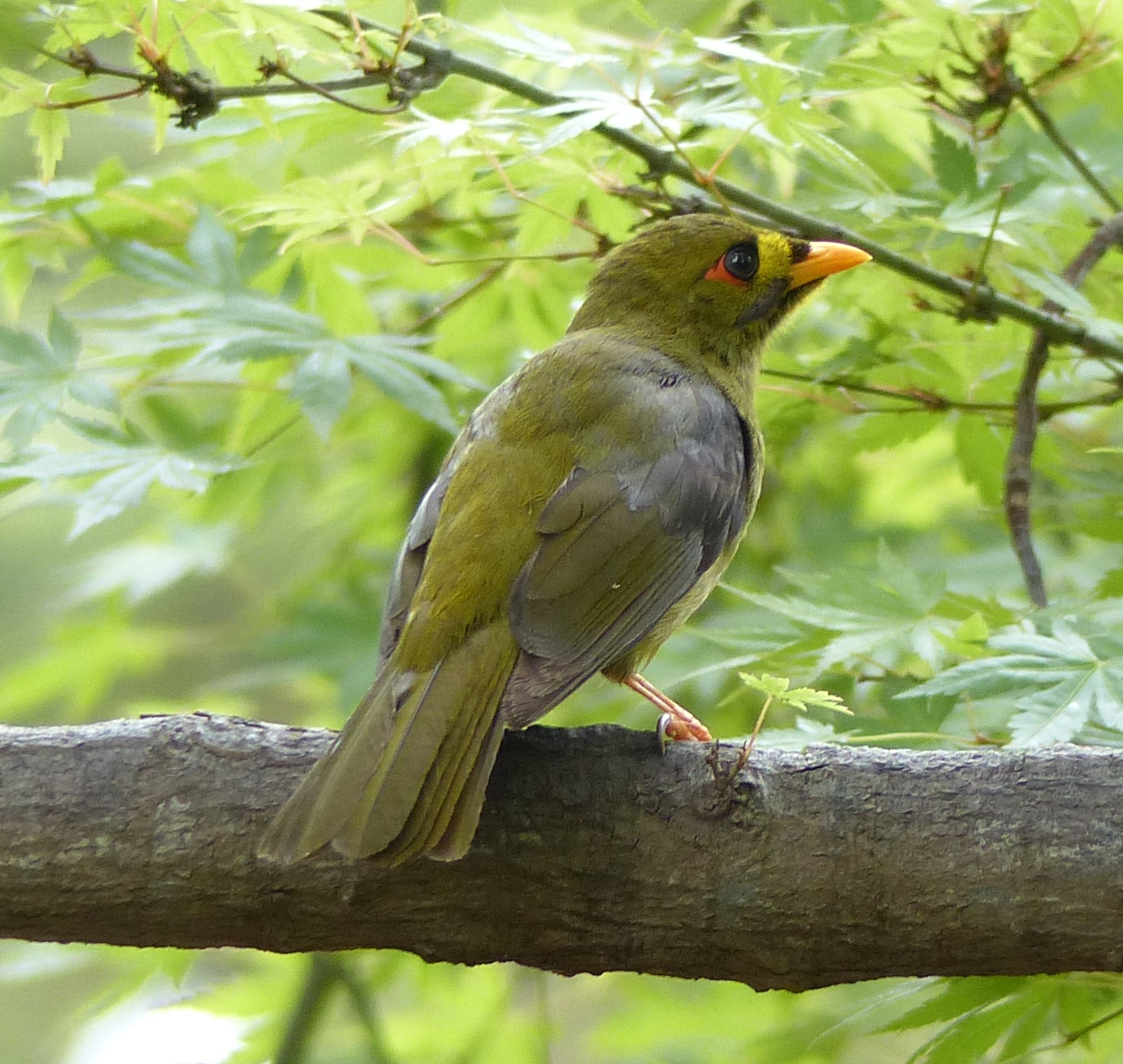 A Field Notebook: Melbourne Royal Botanical Gardens