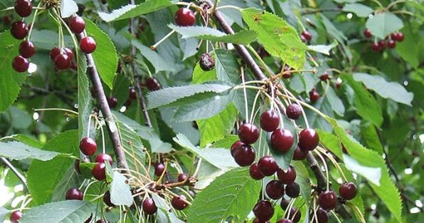 Association La Molène: MERISES EN SIROP