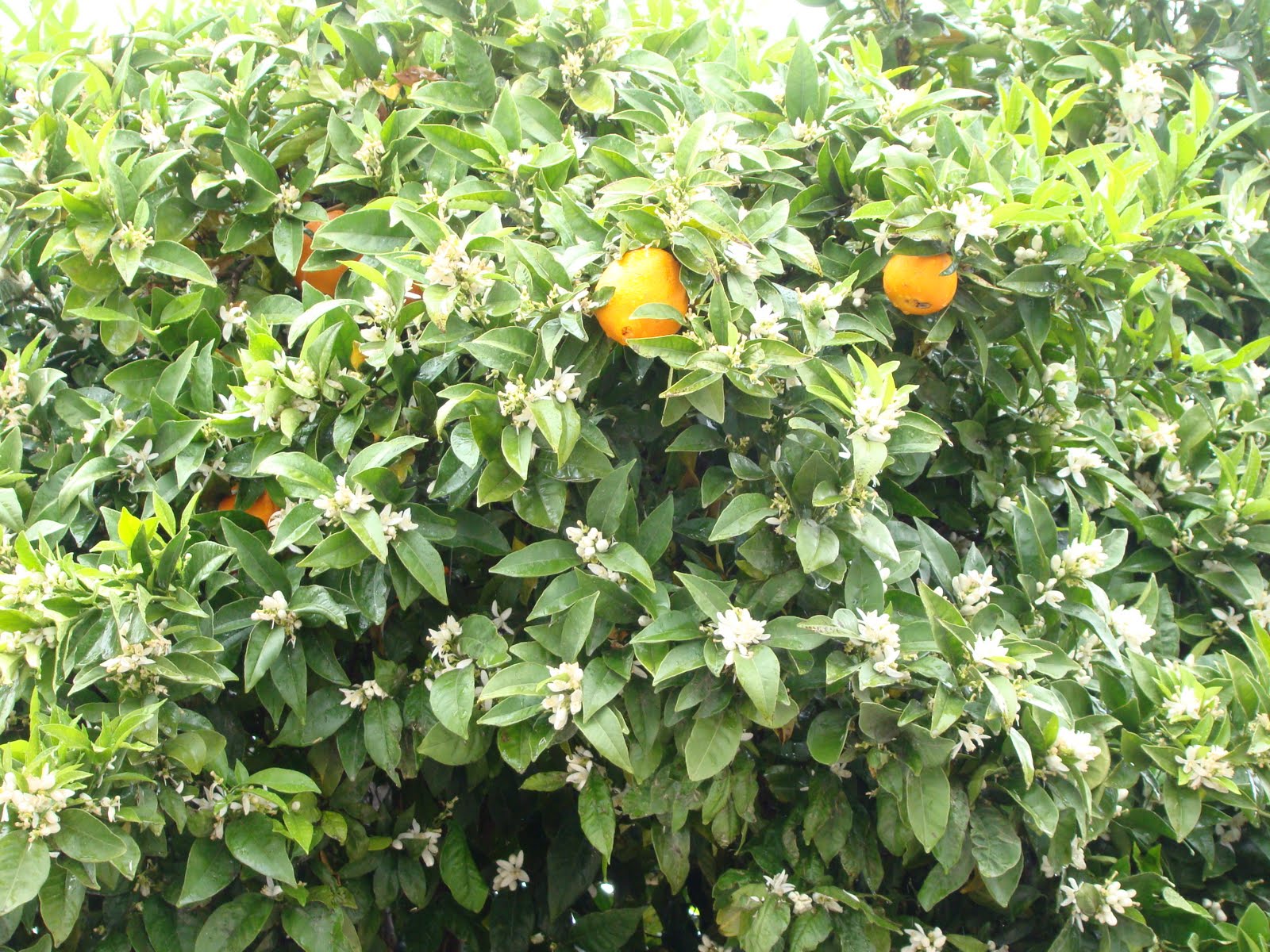 Flor de Azahar - Piedras