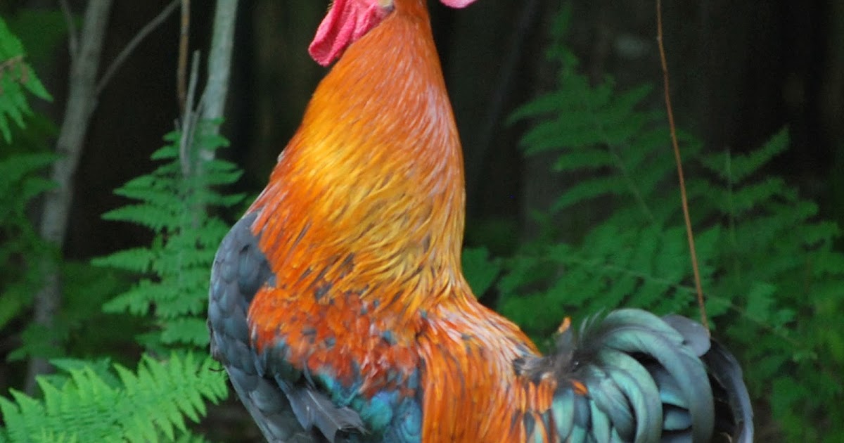 Award winning chicken photos - Murano Chicken Farm