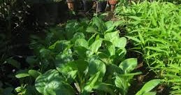 PECHAY PRODUCTION: HEALTH BENEFITS OF PECHAY