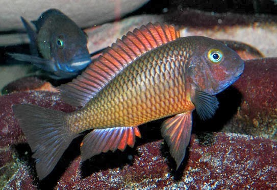 Tropheus'um: Tropheus Pictures-Tropheus Resimleri