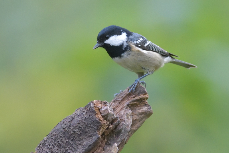 Outdoor Photography: Zwarte mezen invasie