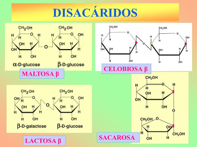 TODO CARBOHIDRATOS: FUNCIÓN, ESTRUCTURA Y CLASIFICACIÓN