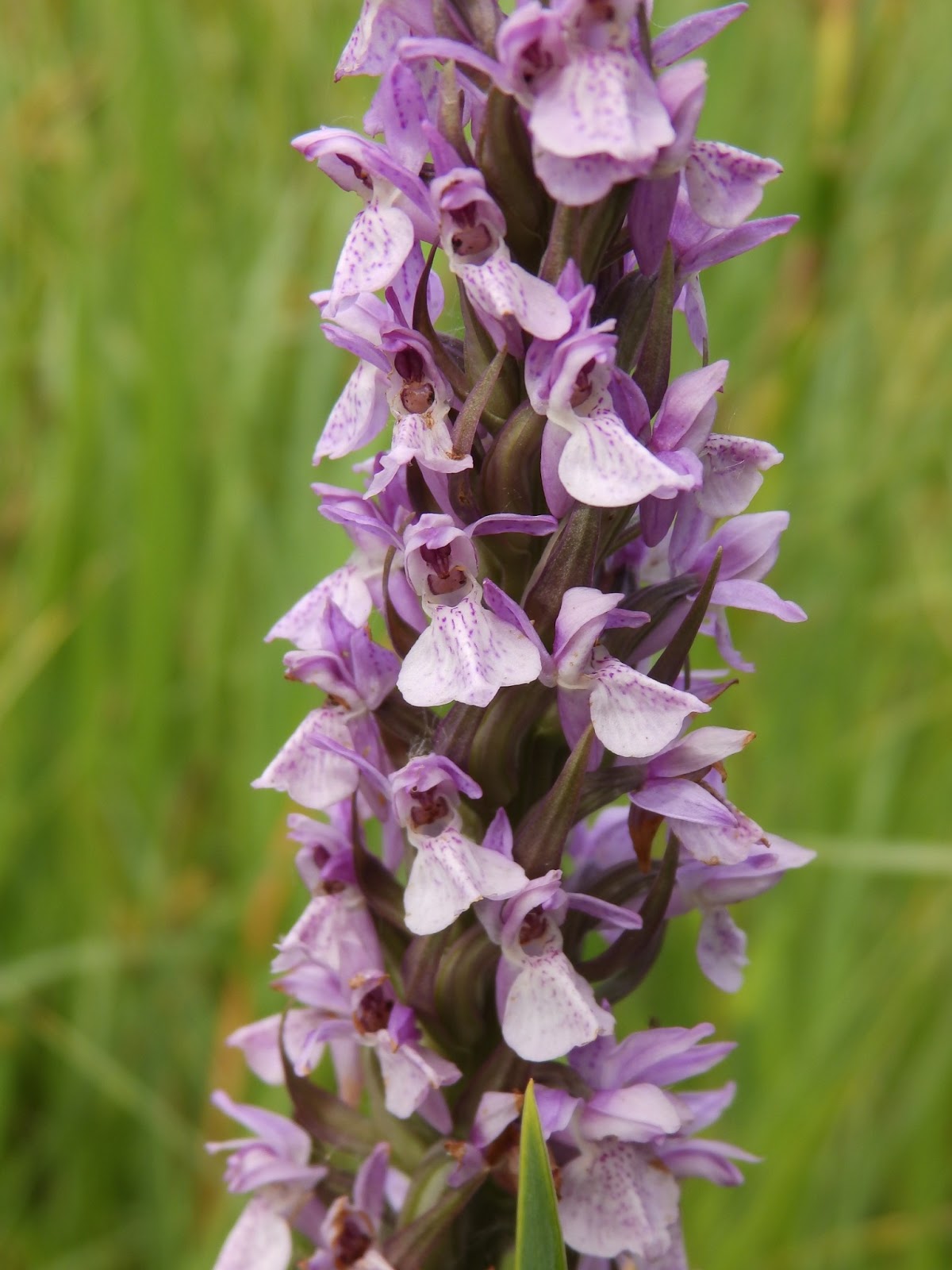 BRITISH WILDLIFE: SOUTHERN MARSH ORCHIDS AT THE WATERSIDE