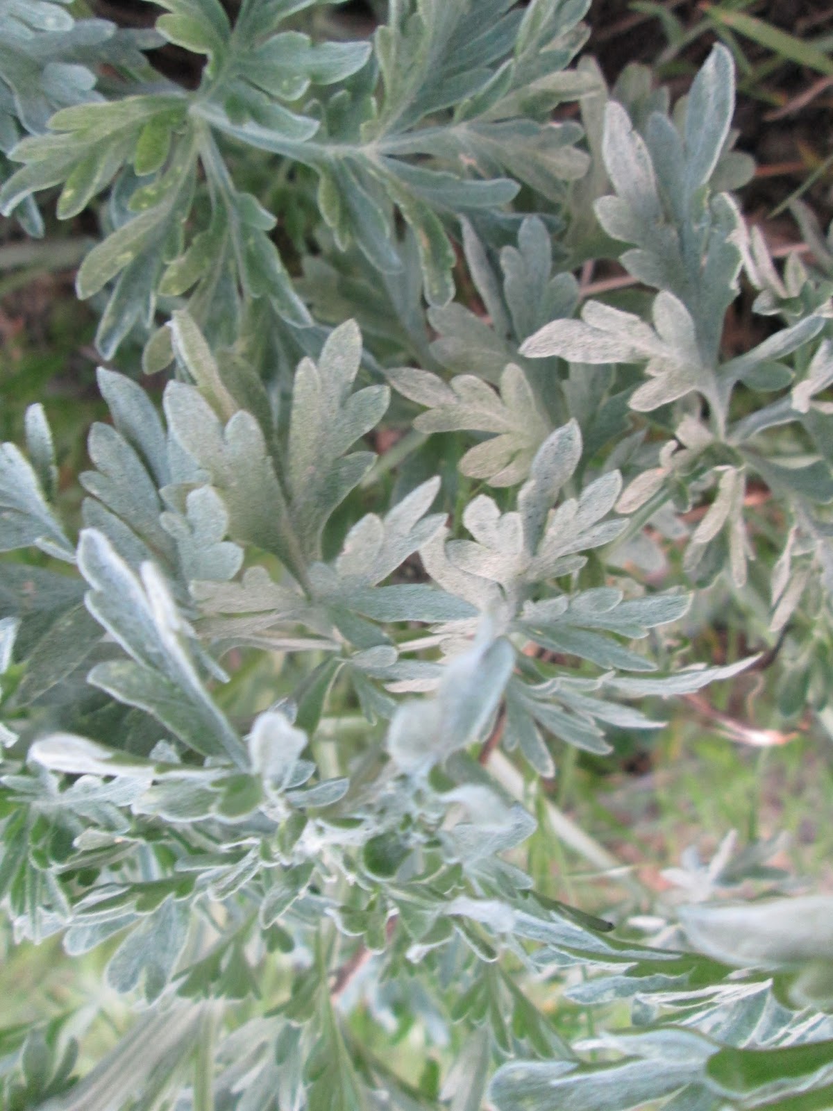 Adolescentii de azi: Pelinul