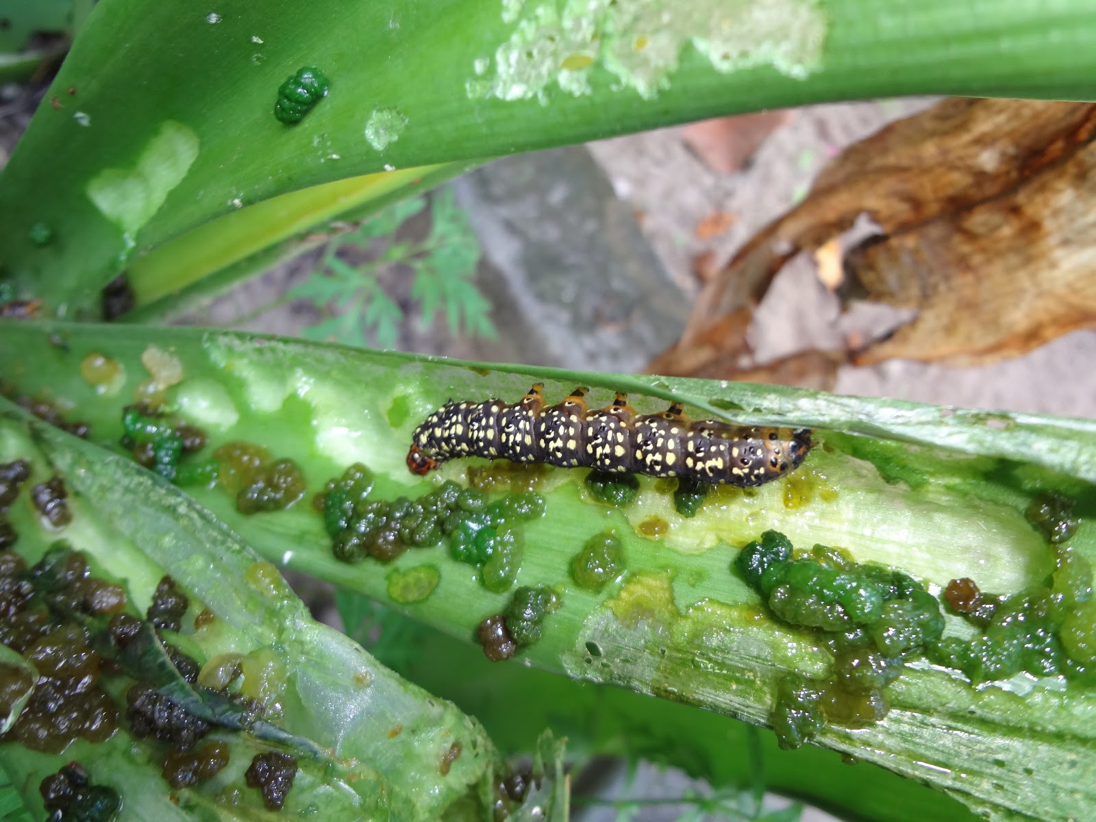 Lela Orca: METAMORFOSE