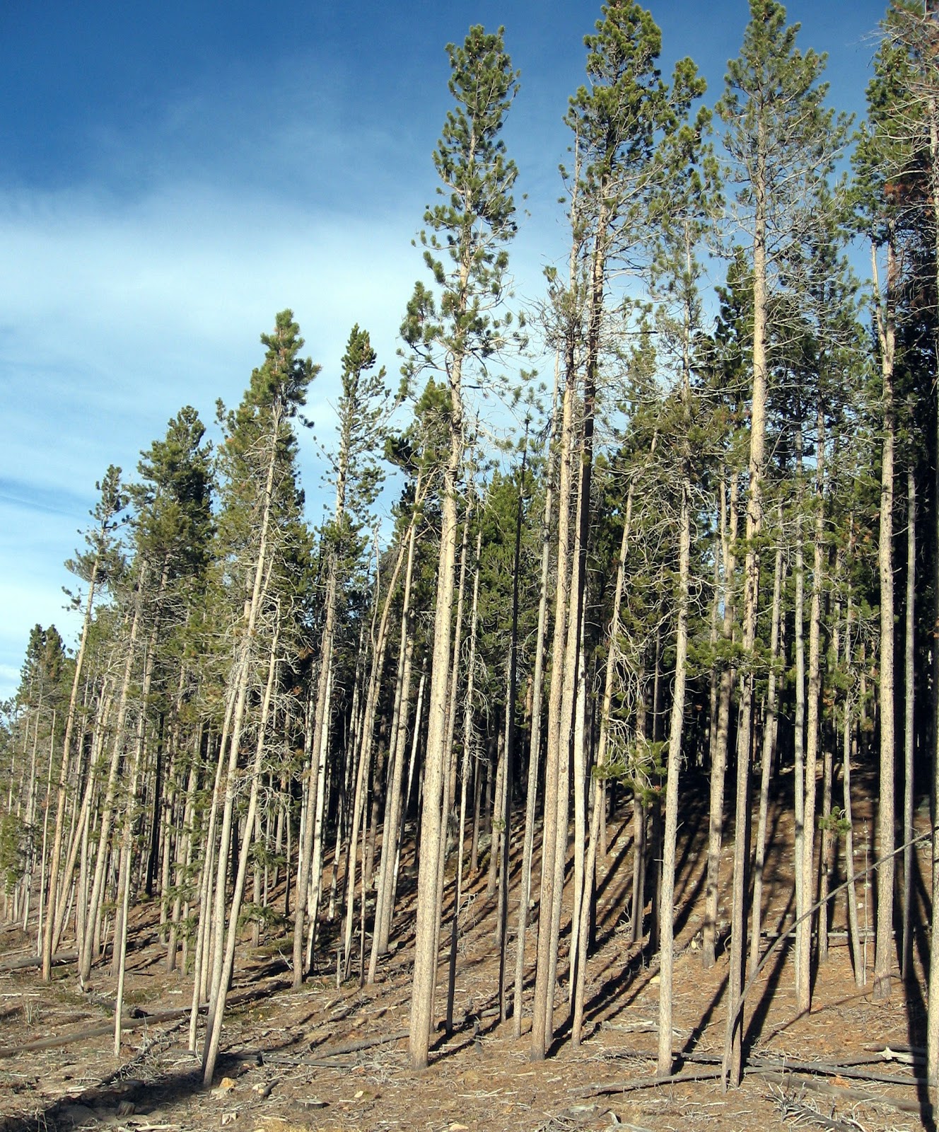 Rocky Mountain Bushcraft: Rocky Mountain Tree Identification: Lodgepole ...