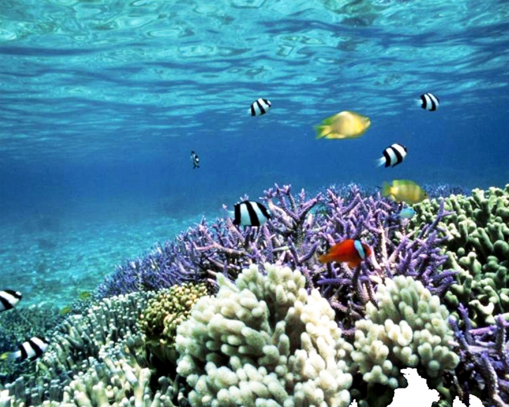 mi blog náutico: Fotos del mar