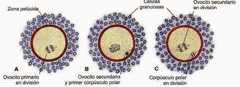 Embriología: La creación de un nuevo ser humano: Ovogénesis