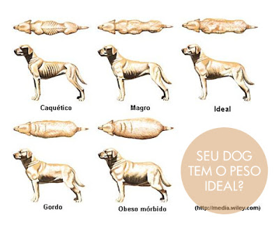 Veterinária e Produção Animal: Qual o peso ideal do cão?
