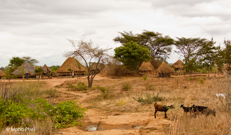Mahikeng Birding Blog: In search of the African Pitta: Northern Zimbabwe
