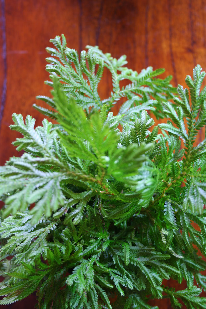 The Rainforest Garden: Six Shades of Selaginella
