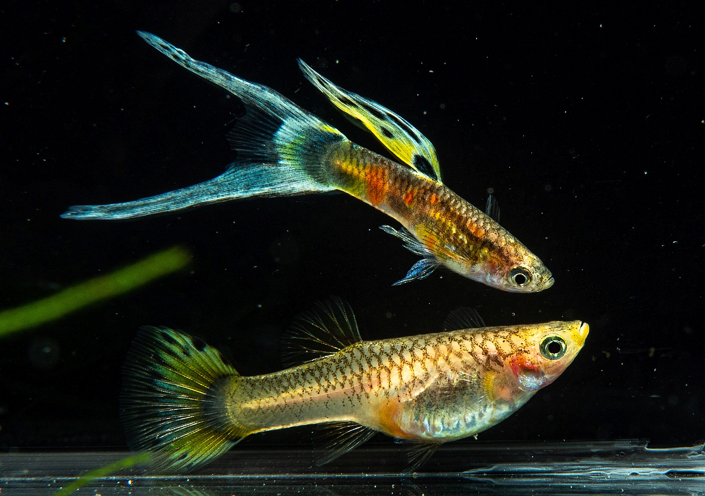 Guppy Show in Vienna Trios and Pairs 2019 - Ralfs-Guppy-Blog