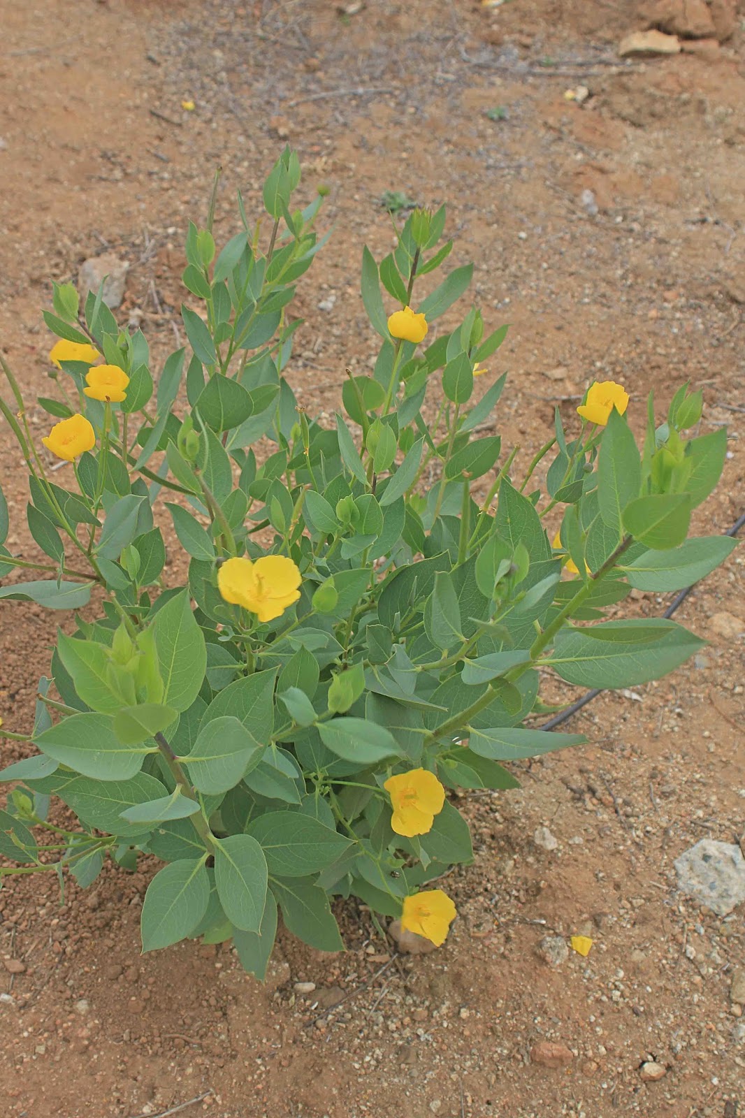 Camissonia's Corner: Fast Forward