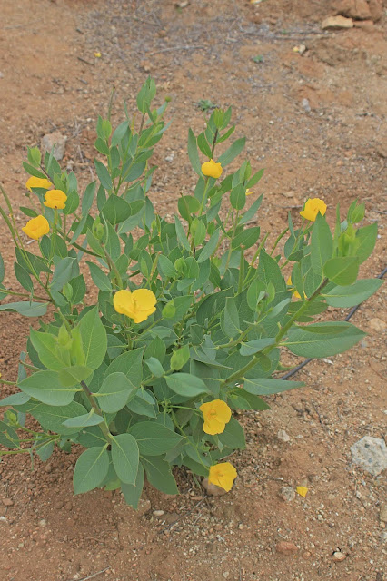 Camissonia's Corner: Fast Forward