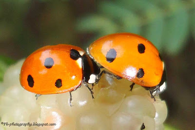 What do Ladybugs Eat? | Nature, Cultural, and Travel Photography Blog