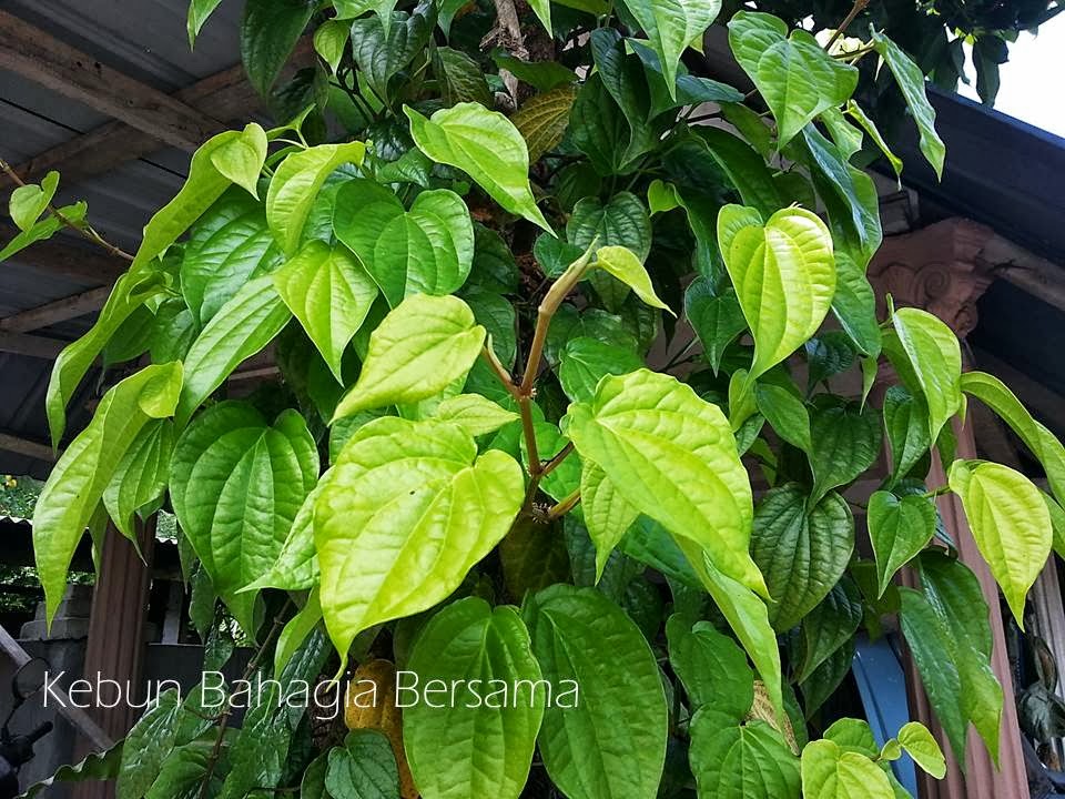 Kebun Bahagia Bersama: Sirih Kuning