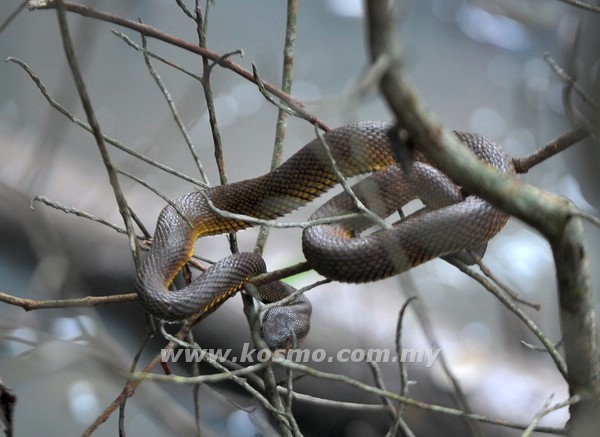 EKOGEO: KEANEKARAGAMAN JENIS ULAR DI INDONESIA