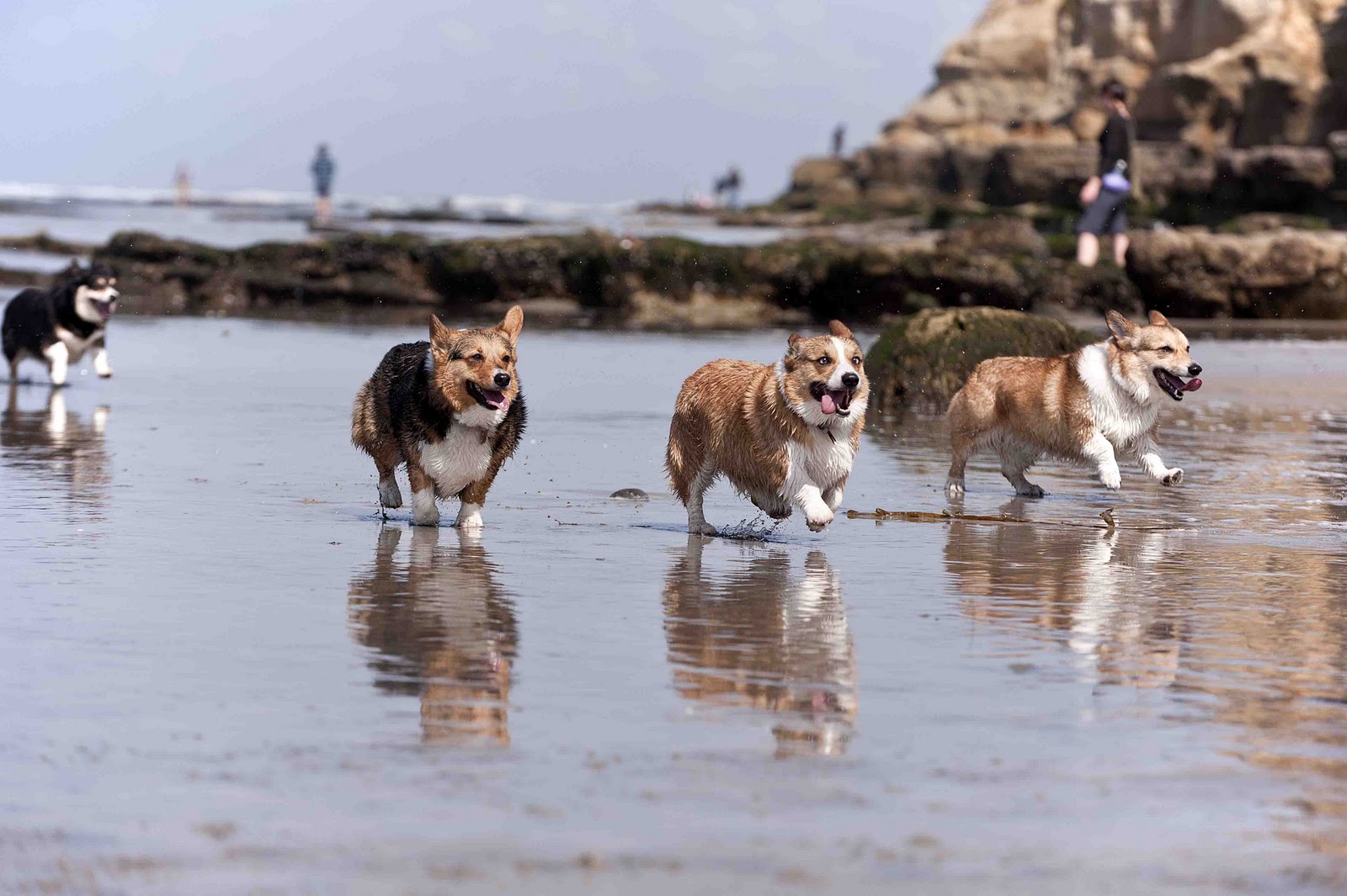 1000+ images about Corgis On The Beach! on Pinterest | Cardigan welsh ...