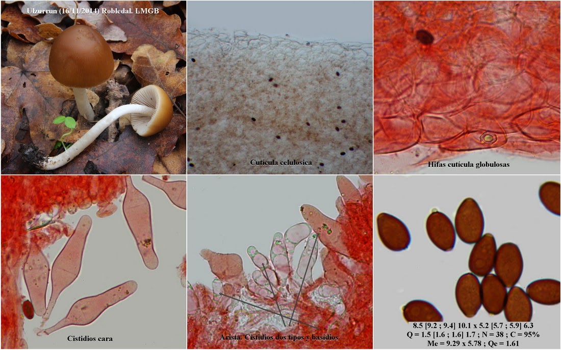 Microscopía de hongos. Vol 4. O - R: Psathyrella murcida