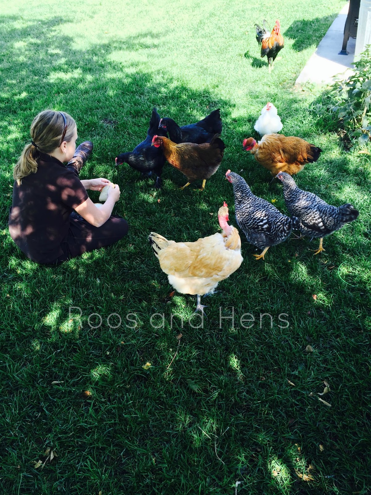 Roos and Hens : Chickens Free Therapy and Life Lessons